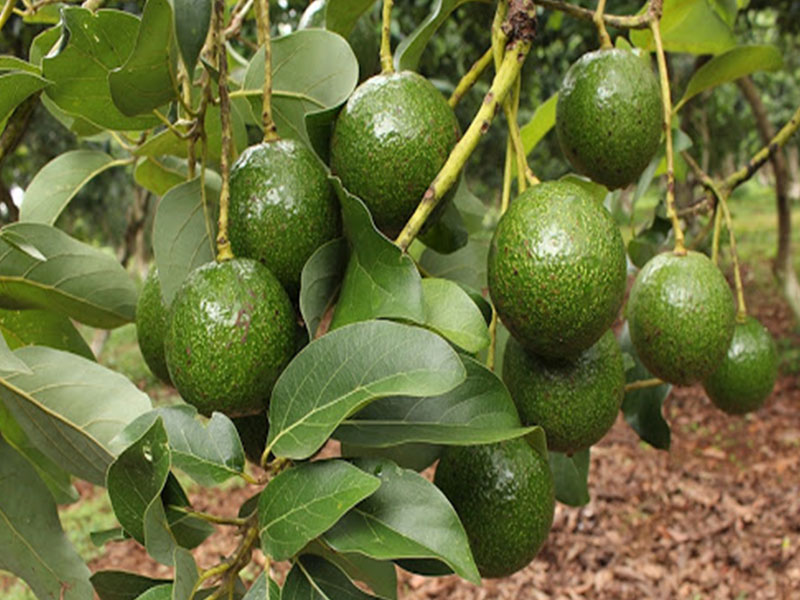 Hình Ảnh Quả Bơ Booth - Robins