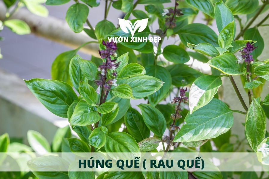 Cách Trồng Rau Quế Bằng Hạt - Robins