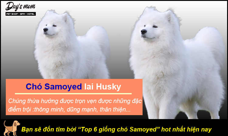 Samoyed Lai Phốc Sóc - Robins