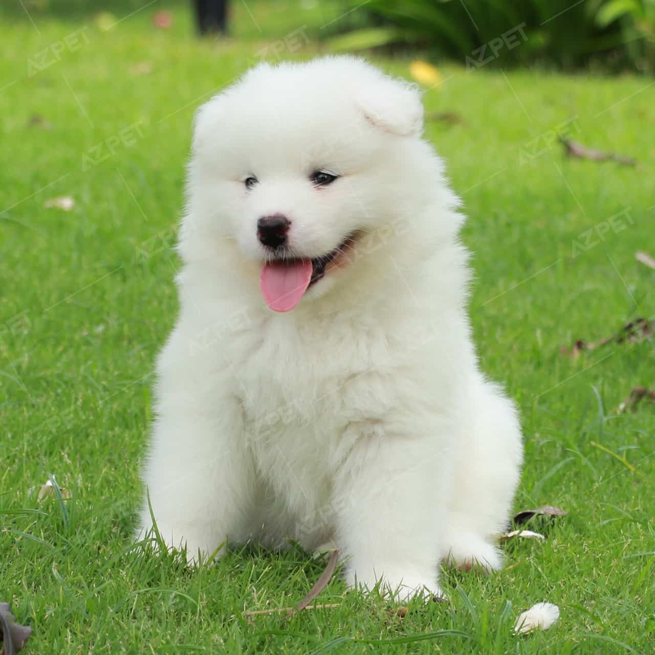 Chó Samoyed Bao Nhiêu Tiền - Robins