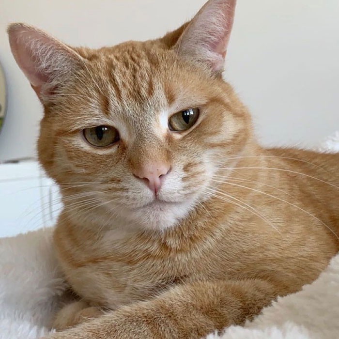 Mèo Trên Tik Tok - Robins