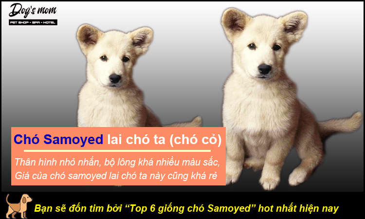 Samoyed Lai Phốc Sóc - Robins