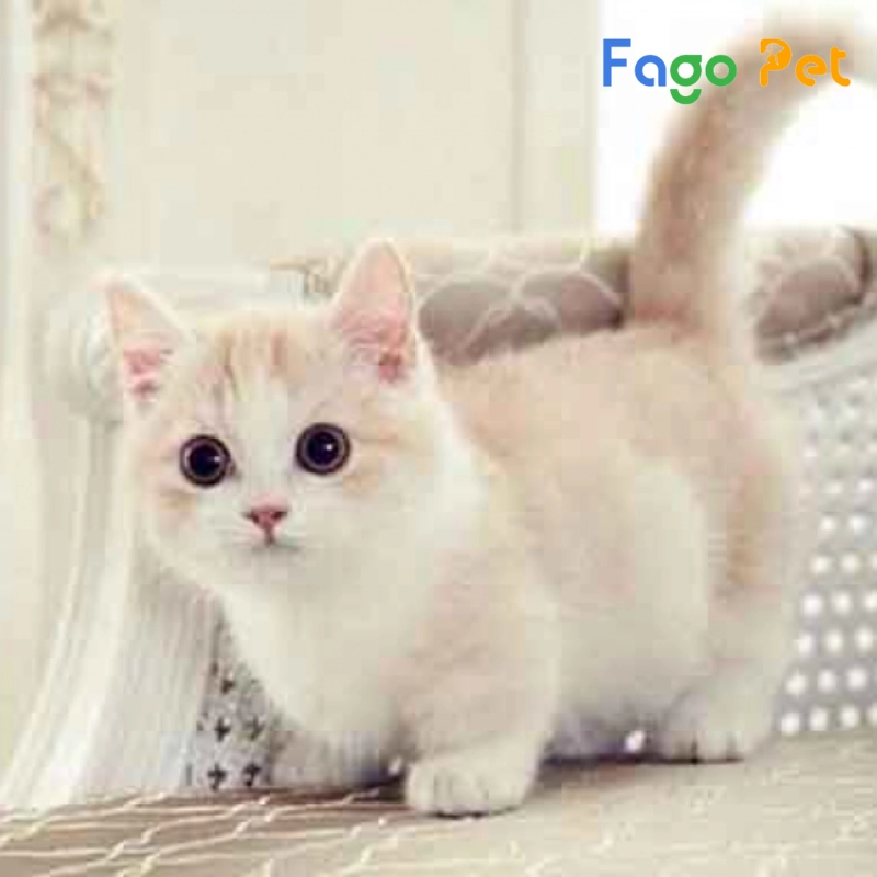 Mèo Munchkin Lông Dài - Robins