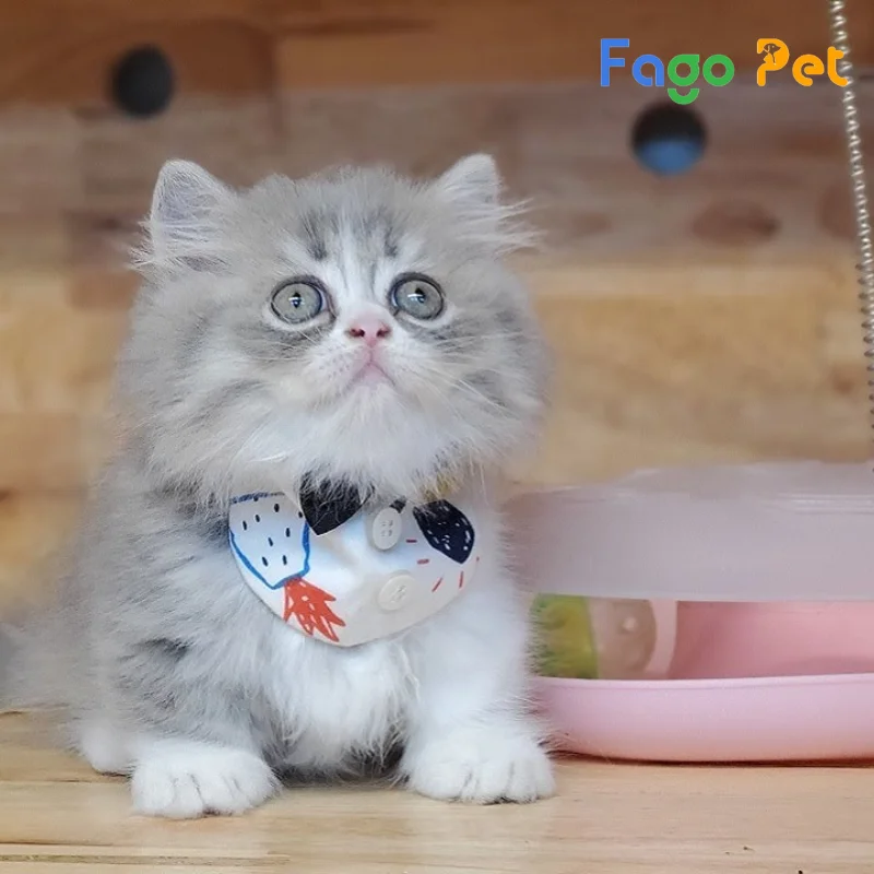 Mèo Munchkin Lông Dài - Robins