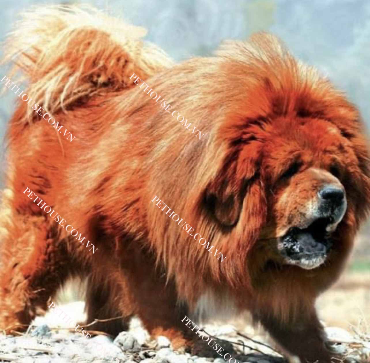 Bán Chó Ngao Tây Tạng - Robins