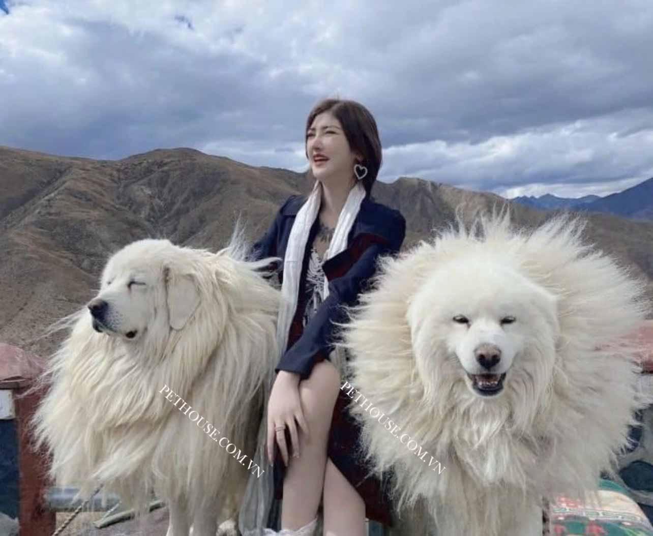 Bán Chó Ngao Tây Tạng - Robins