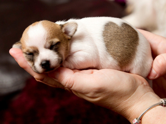 Chó Con Ăn Gì Nhanh Lớn - Robins