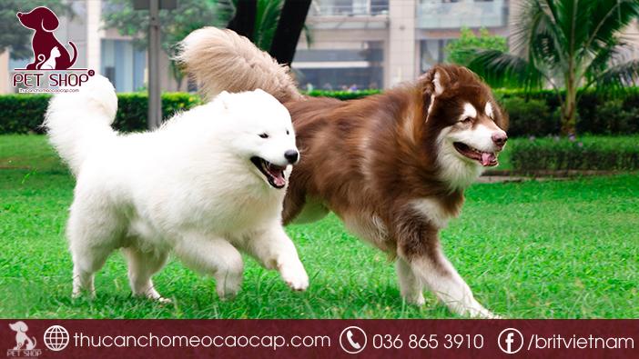 Bảng Giá Chó Alaska - Robins