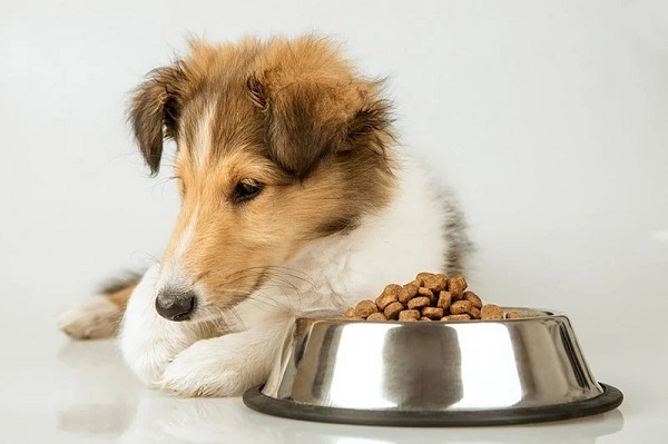 Chó Con Bỏ Ăn - Robins