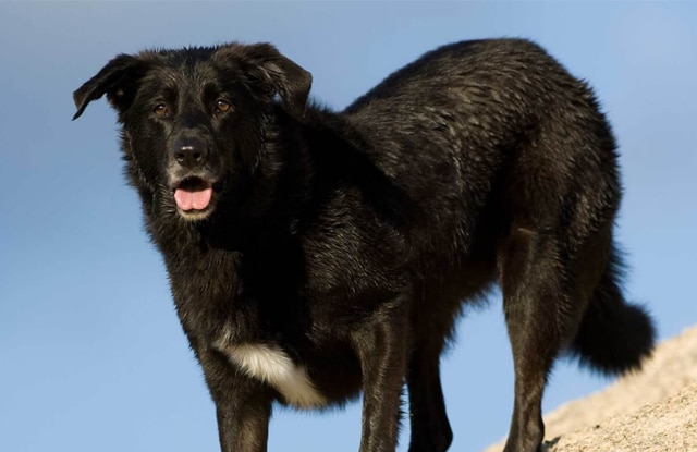 Chó Border Collie Lai - Robins