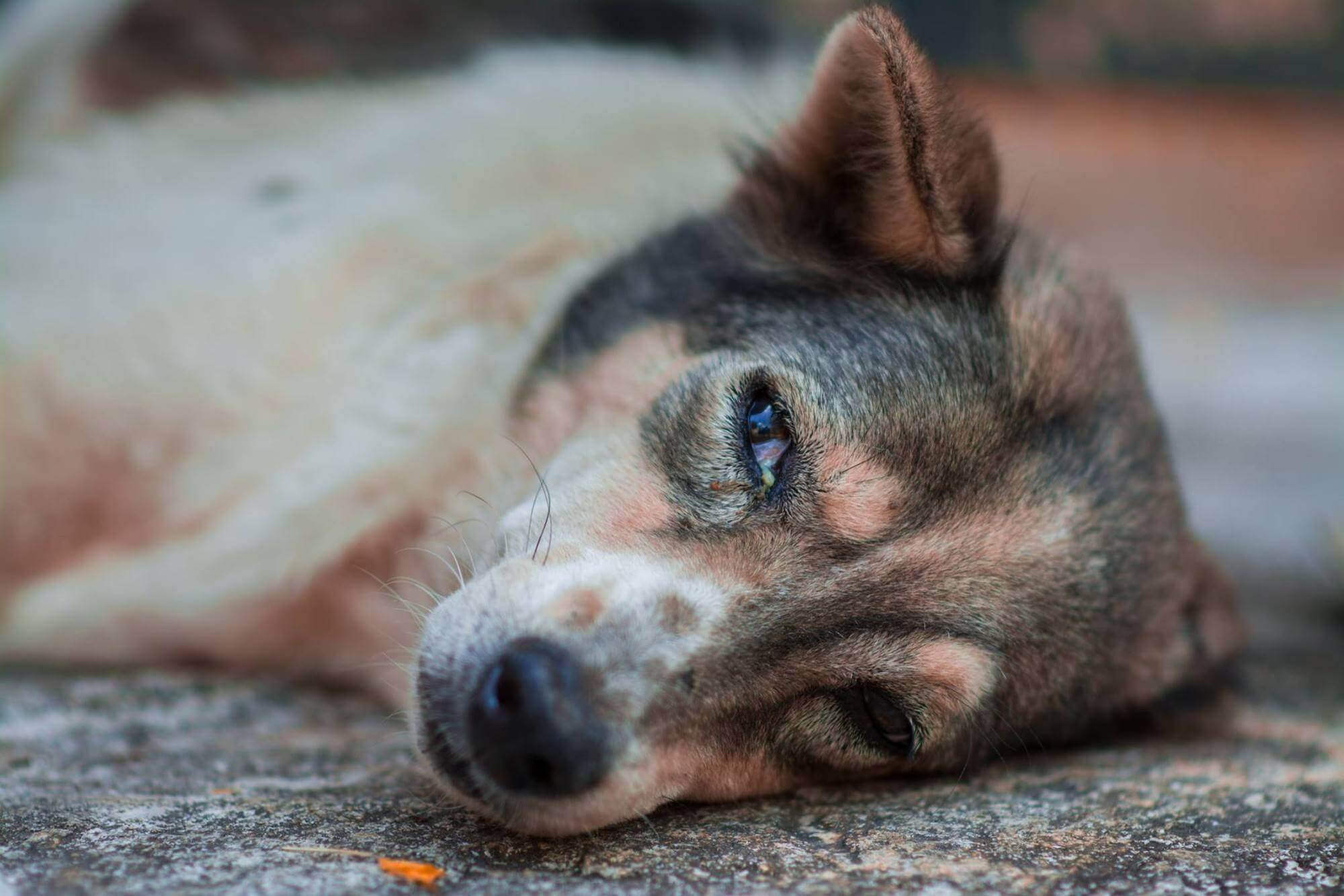Chó Con Hay Bị Bệnh Gì - Robins
