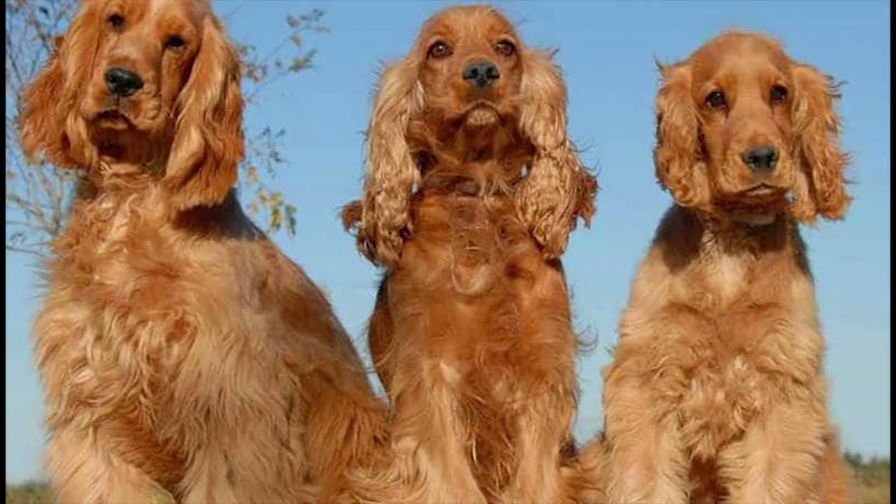 Bán Chó Tây Ban Nha - Robins