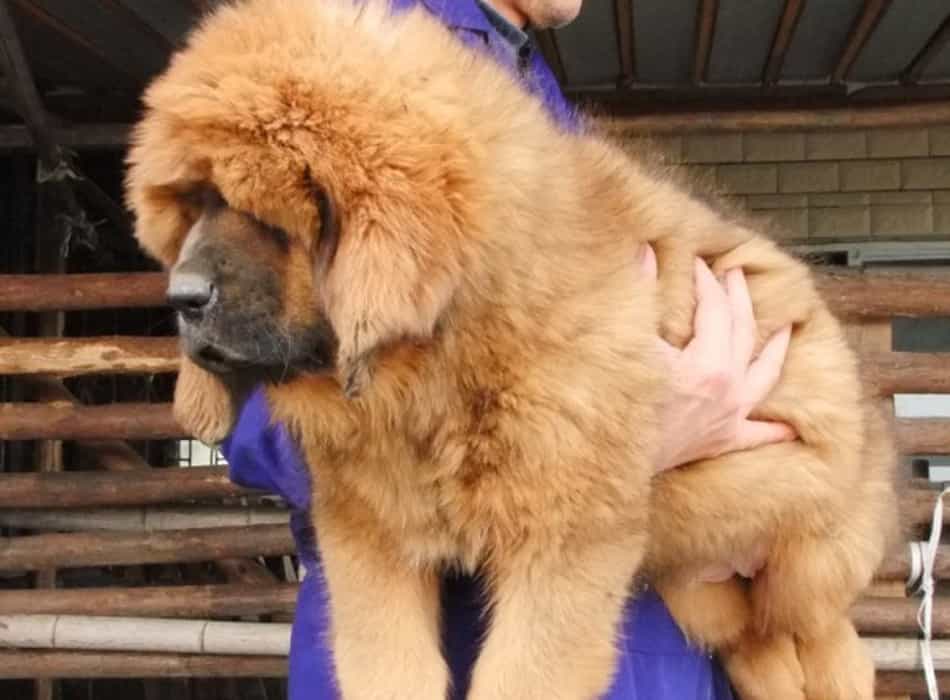 Bán Chó Ngao Tây Tạng - Robins